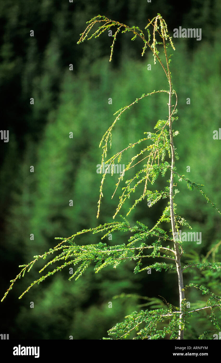 Young hemlock tree hi-res stock photography and images - Alamy