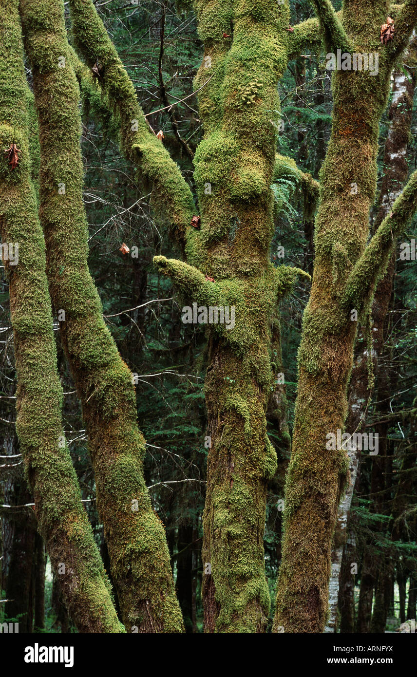 big leaf maple trees with moss, Vancouver Island, British Columbia ...