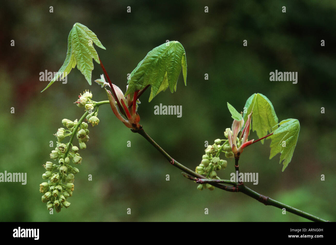 Maple Tree Seed Pods