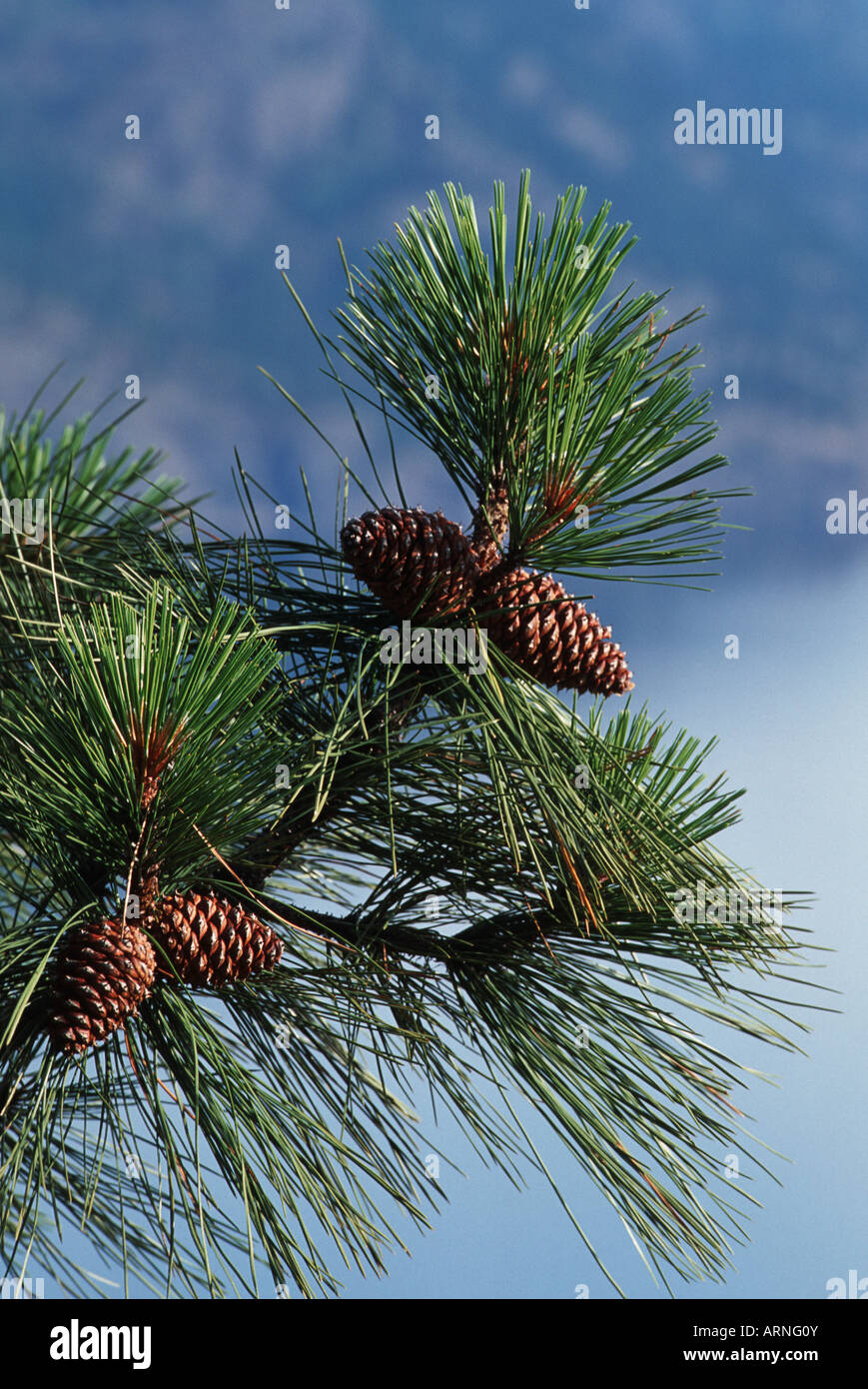 Ponderosa pine seed hi-res stock photography and images - Alamy