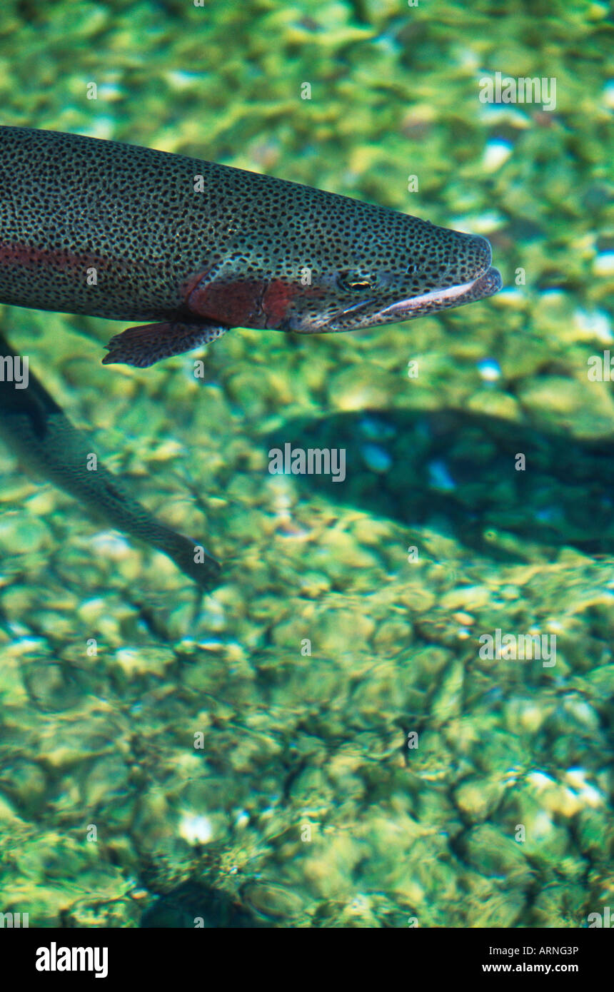 Rainbow trout in stream, British Columbia, Canada Stock Photo - Alamy