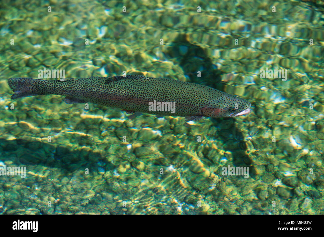 Rainbow trout british columbia hi-res stock photography and images - Alamy