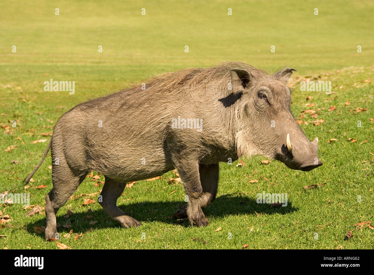 Cape warthog, Somali warthog, desert warthog (Phacochoerus aethiopicus ...