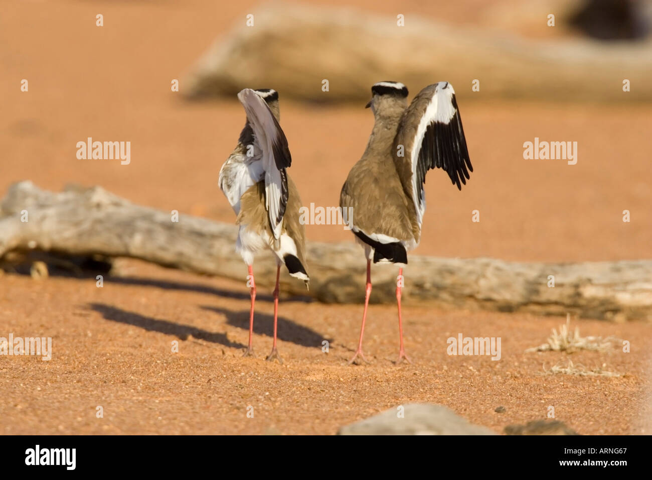 crowned plover (Vanellus coronatus), after mating, South Africa, Kruger ...