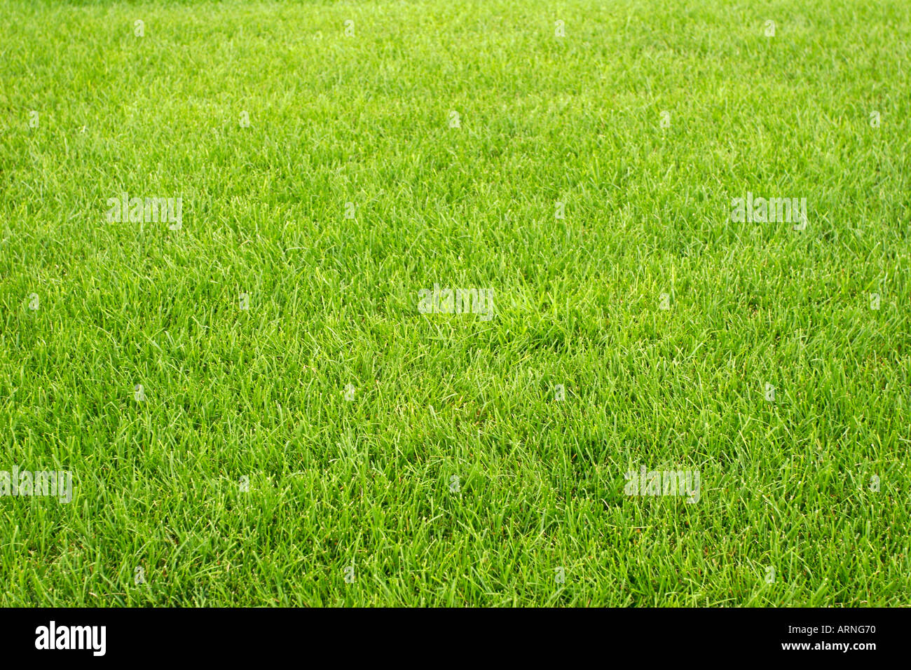 Lush green grasses line hi-res stock photography and images - Alamy