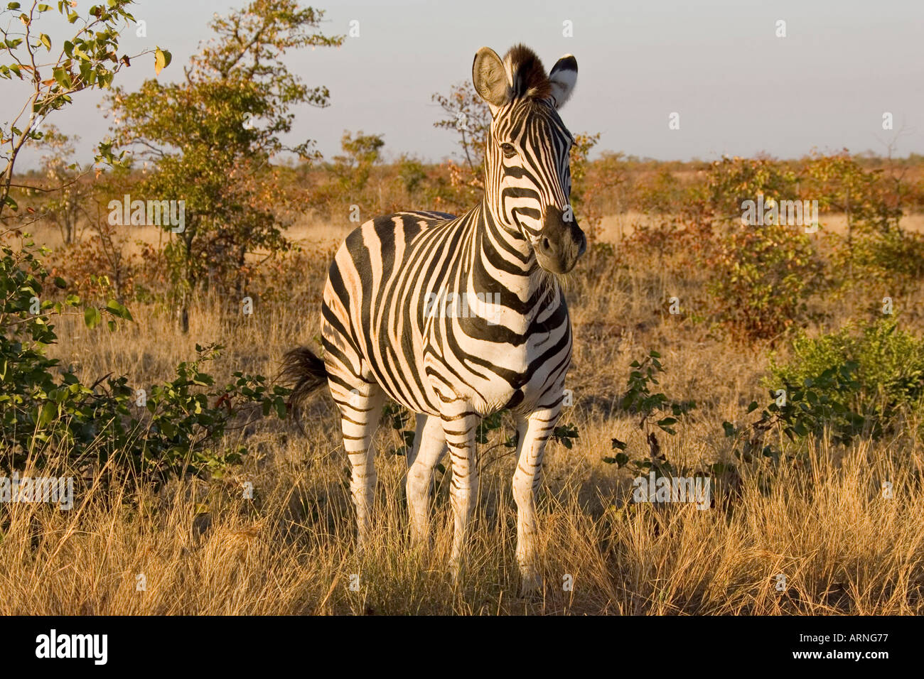 Sub saharan africa savannas hi-res stock photography and images - Alamy