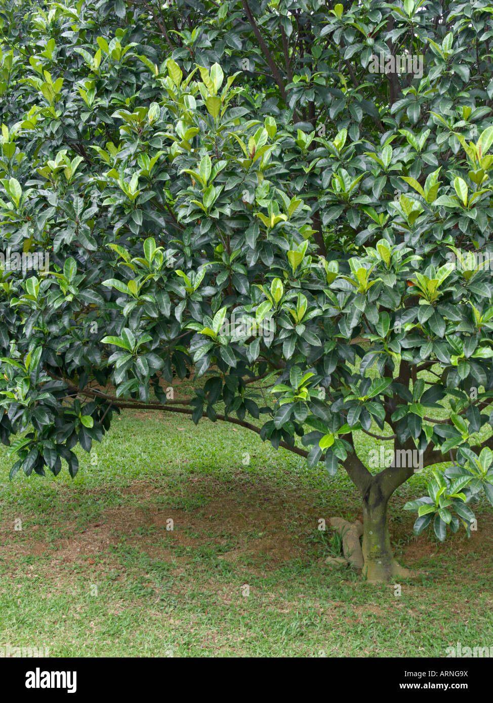 Cempedak (Artocarpus integer Stock Photo - Alamy