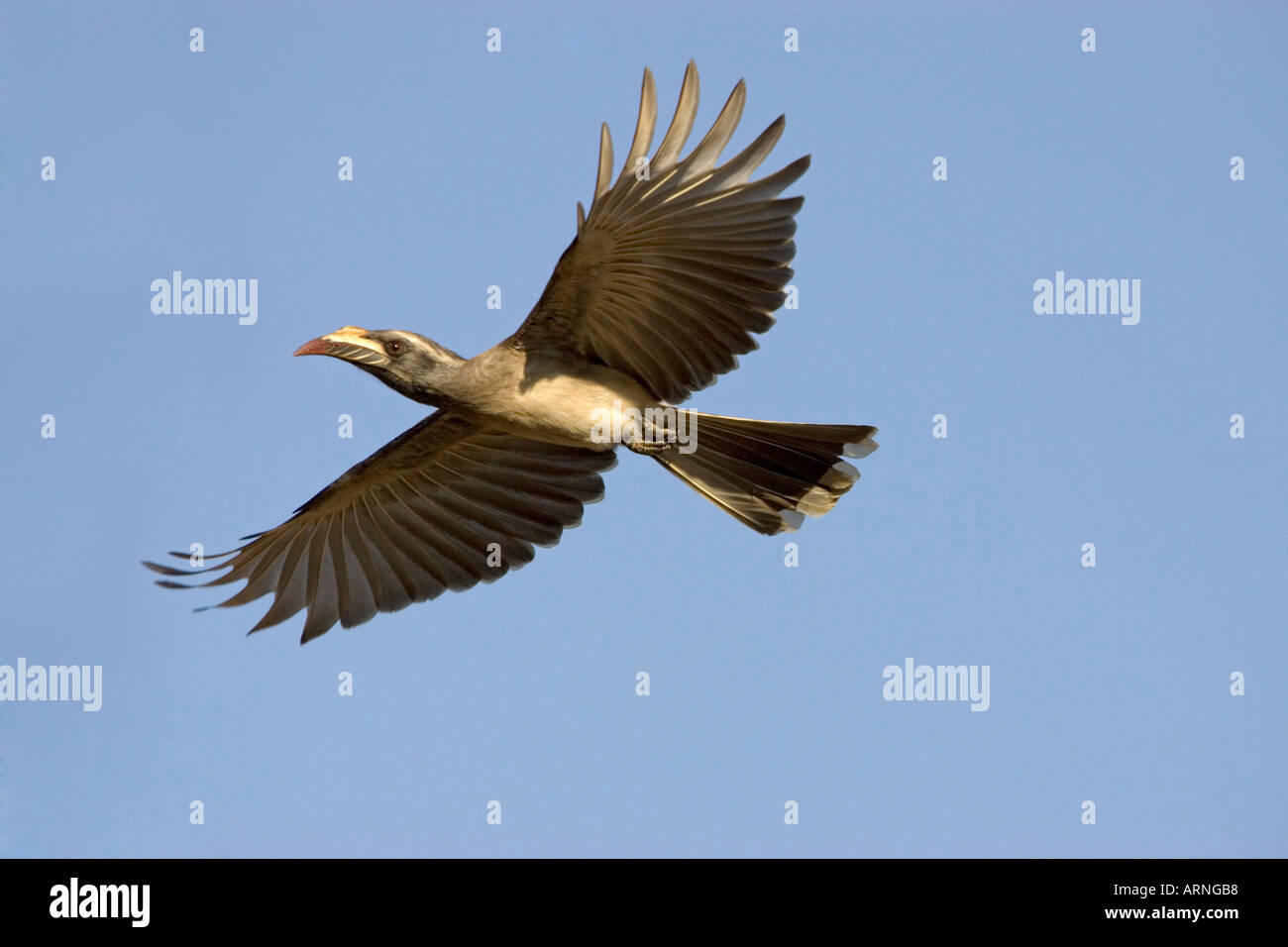 African grey hornbill (Tockus nasutus), flying, South Africa, Kruger NP ...