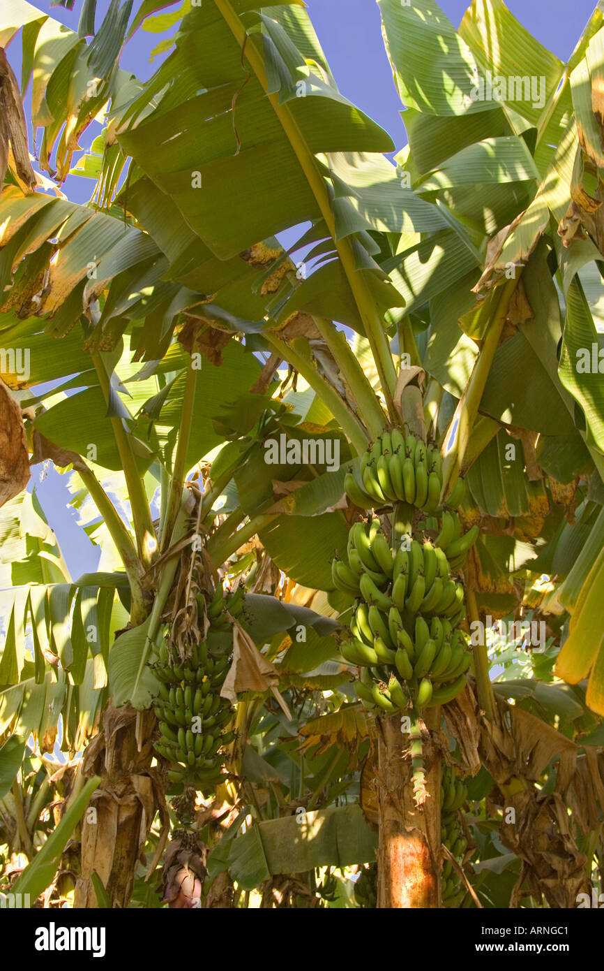 banana (Musa spec.), plant, South Africa, Levubu, Jul 05 Stock Photo ...