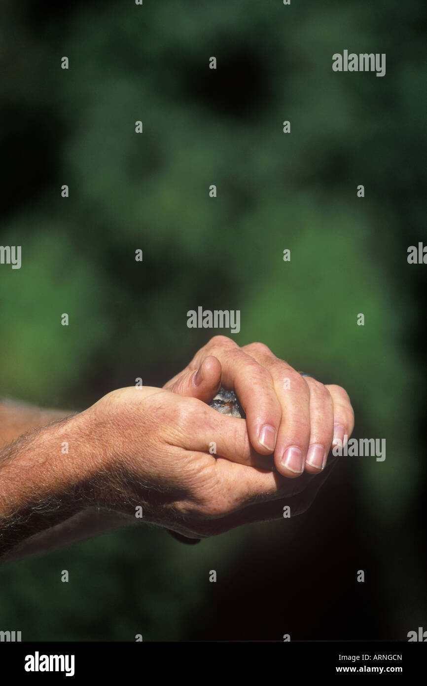 Bird in the hand hi-res stock photography and images - Alamy