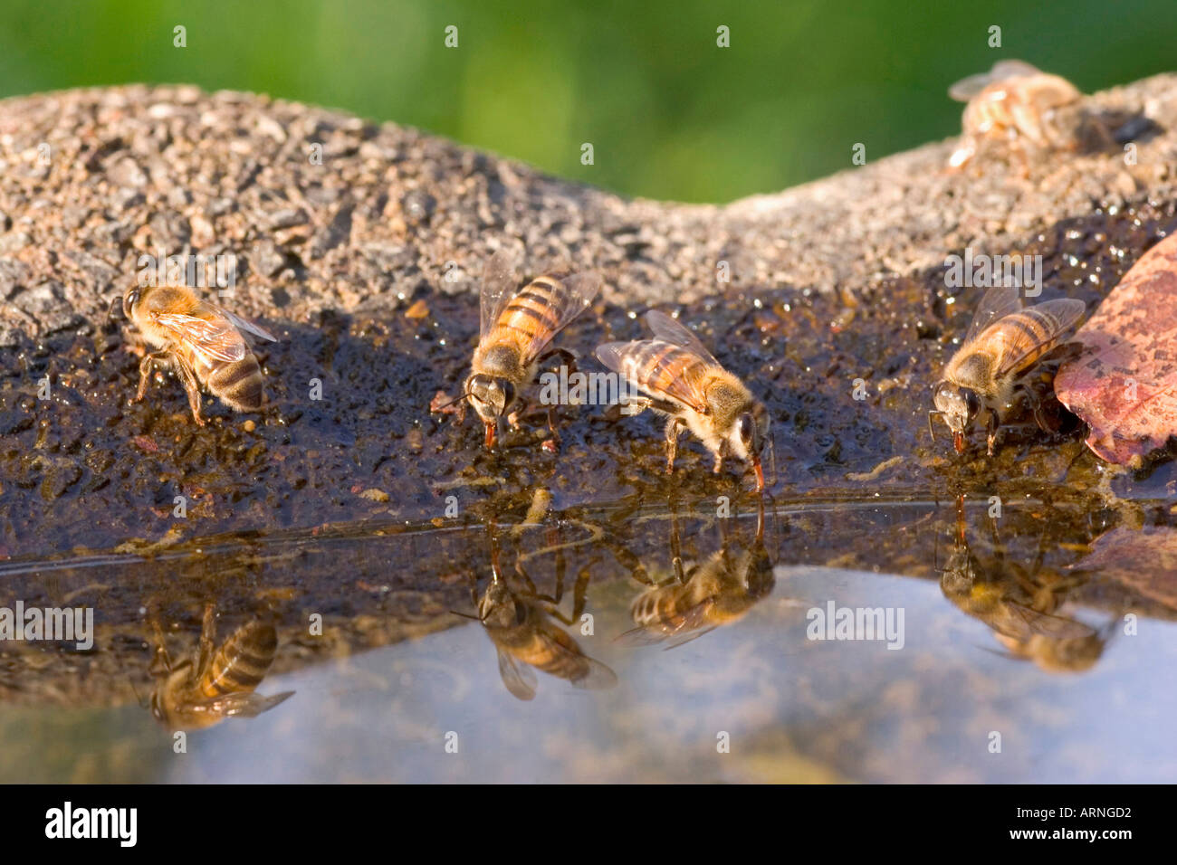 African honey bee, Africanized honey bee (Apis mellifera adansoni ...