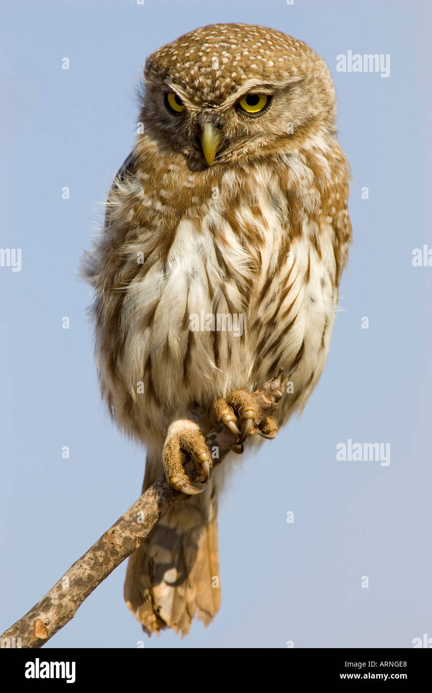 Owl bird glaucidium capense hi-res stock photography and images - Alamy