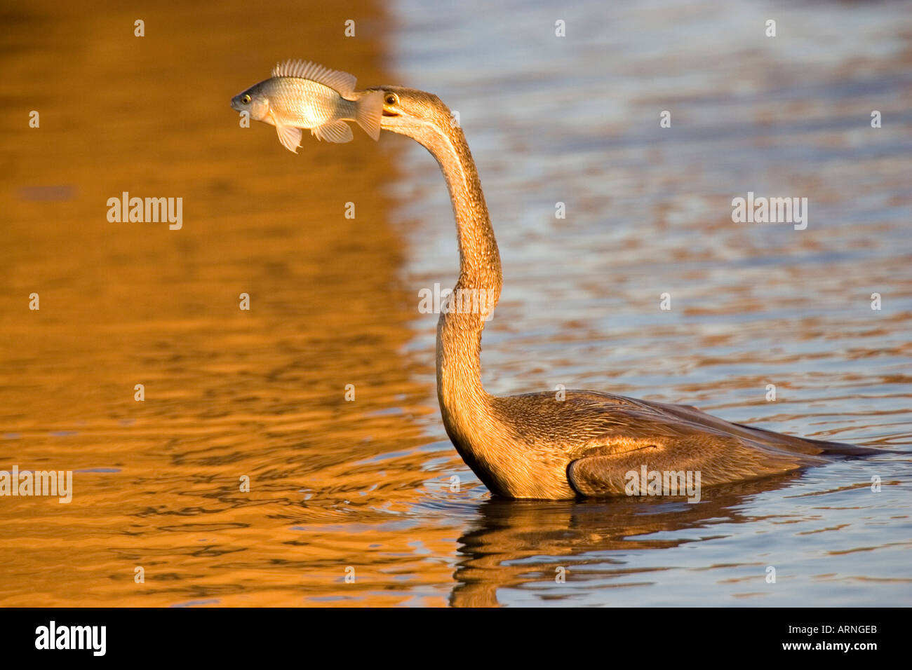 Indian darter (Anhinga melanogaster), with skewered fish, South Africa ...