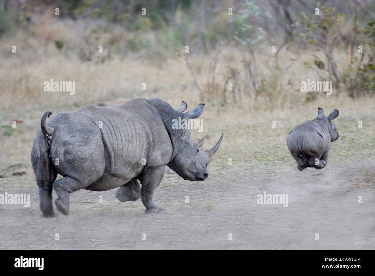Black rhinoceros running hi-res stock photography and images - Alamy