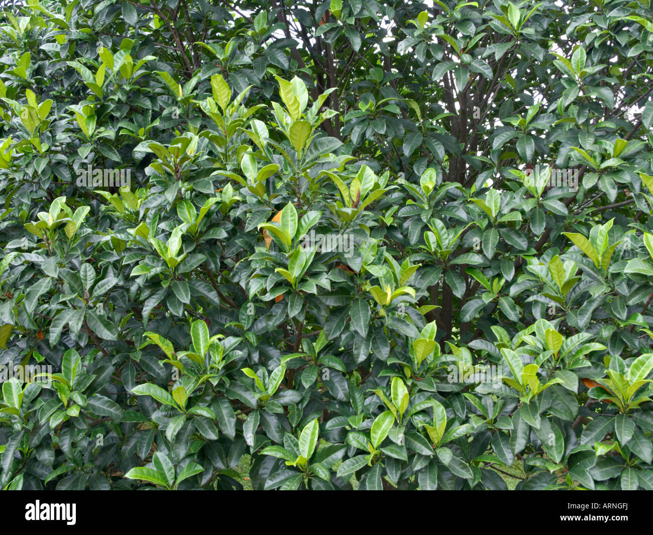 Cempedak fruit hi-res stock photography and images - Alamy