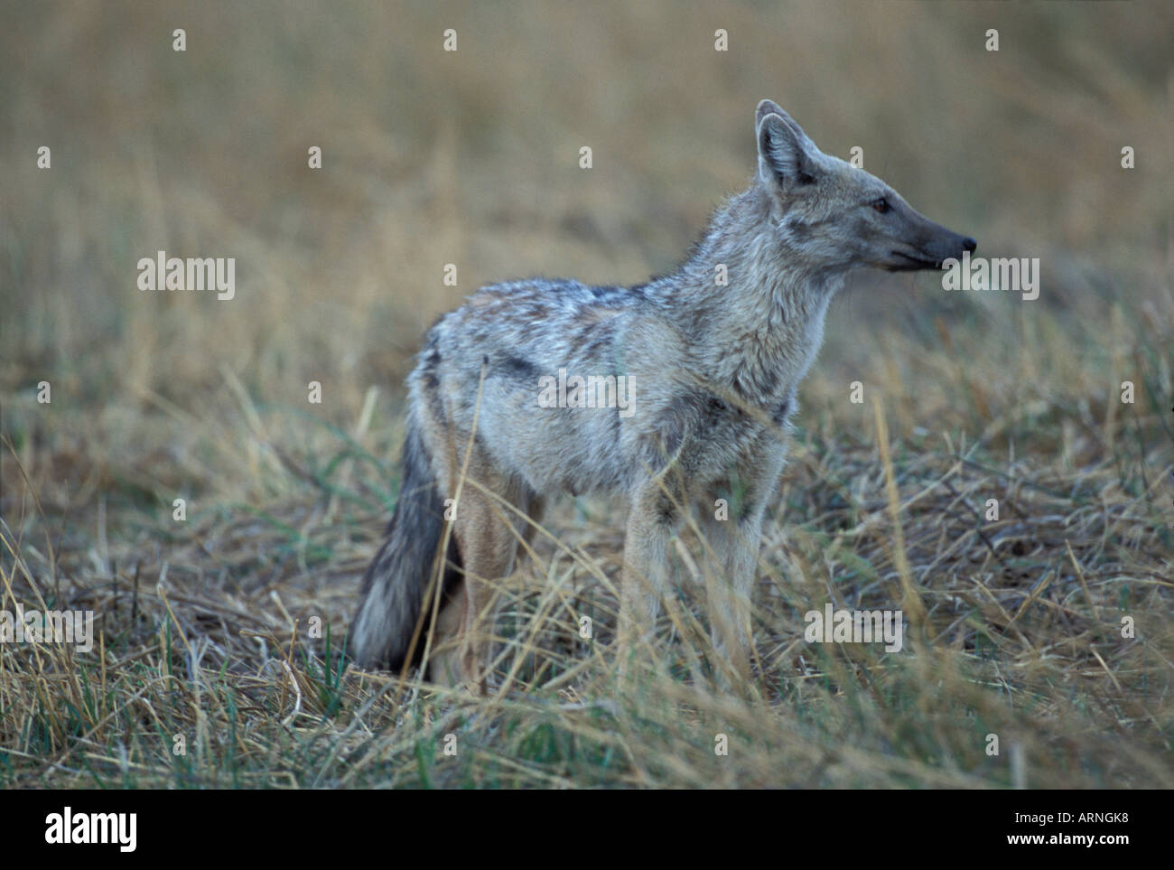 Africa Botswana Moremi Game Reserve Aardwolf Proteles cristatus walking ...
