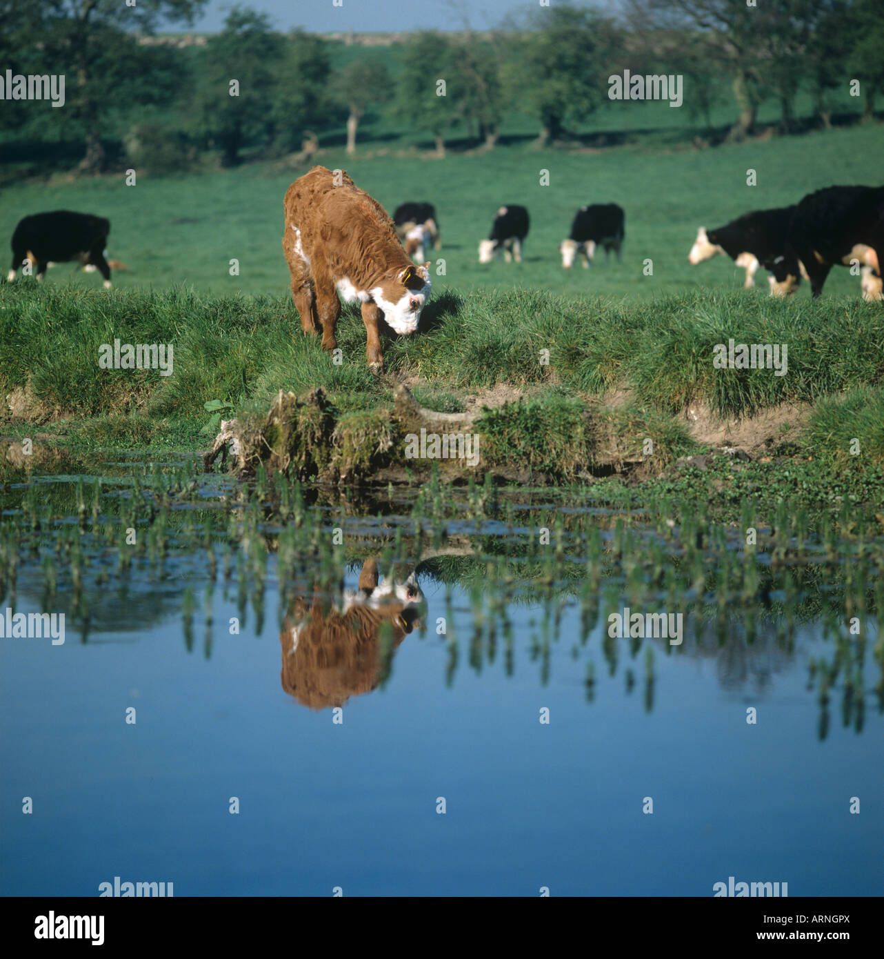 Calf in water hi-res stock photography and images - Alamy