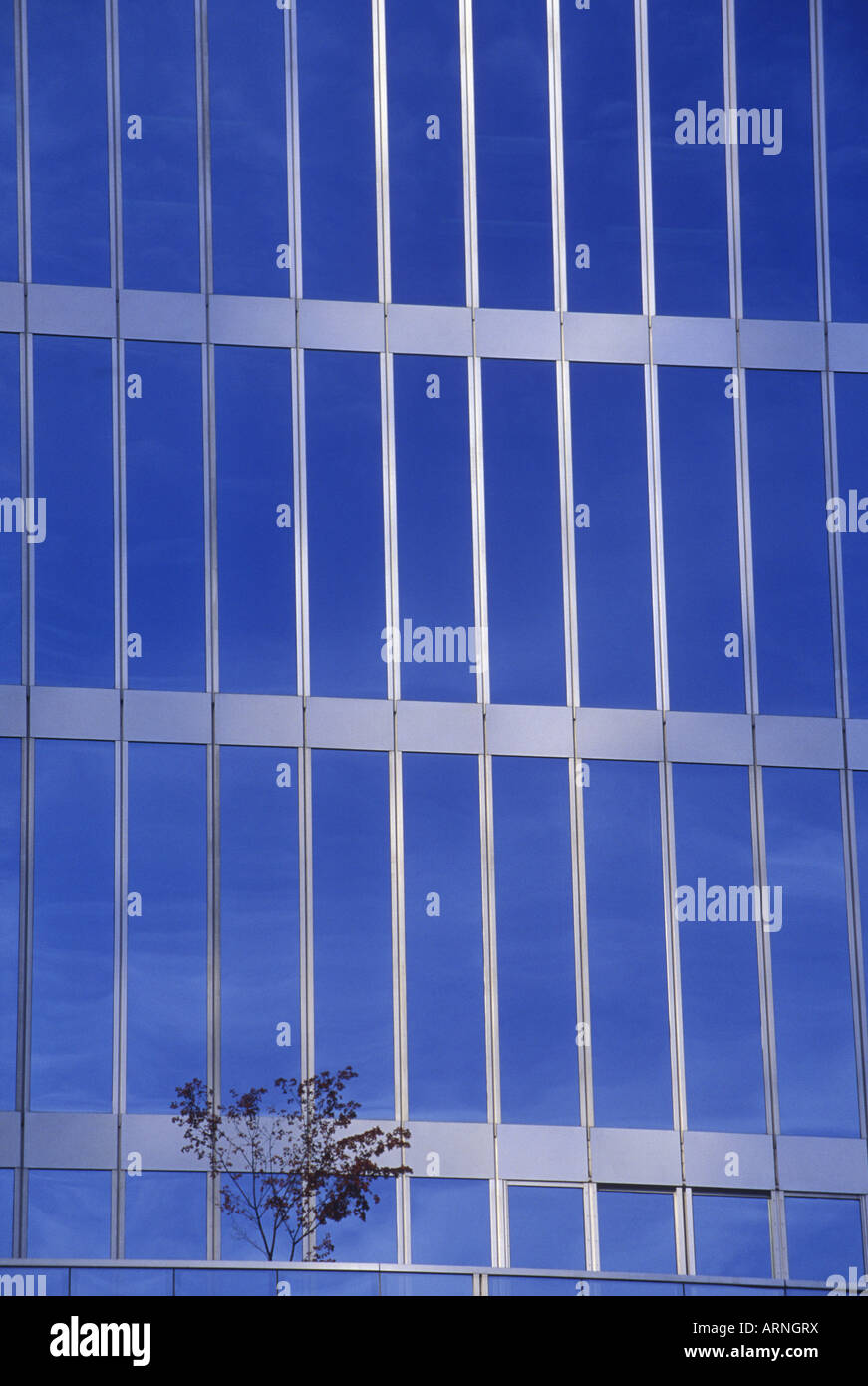 Office tower with lone tree growing on ledge, Vancouver, British ...