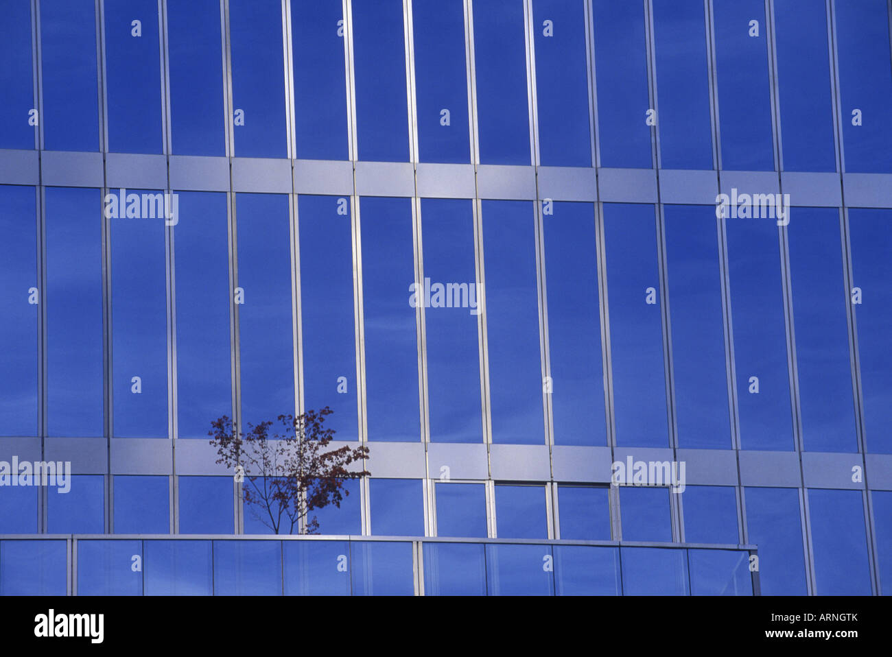 Office tower with lone tree growing on ledge hi-res stock photography ...