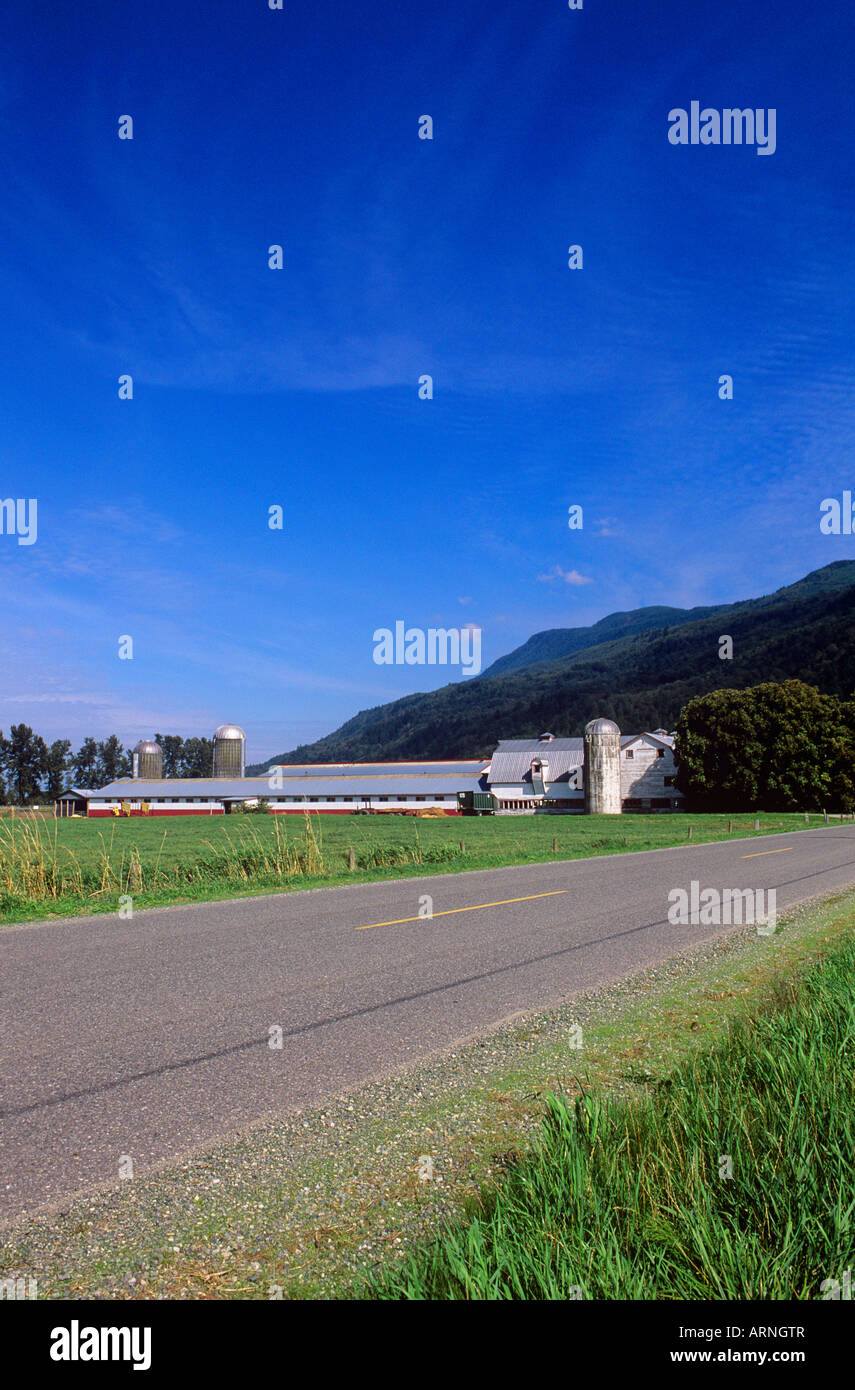 Fraser Valley farm near Chilliwack. Corn field and farm buildings ...
