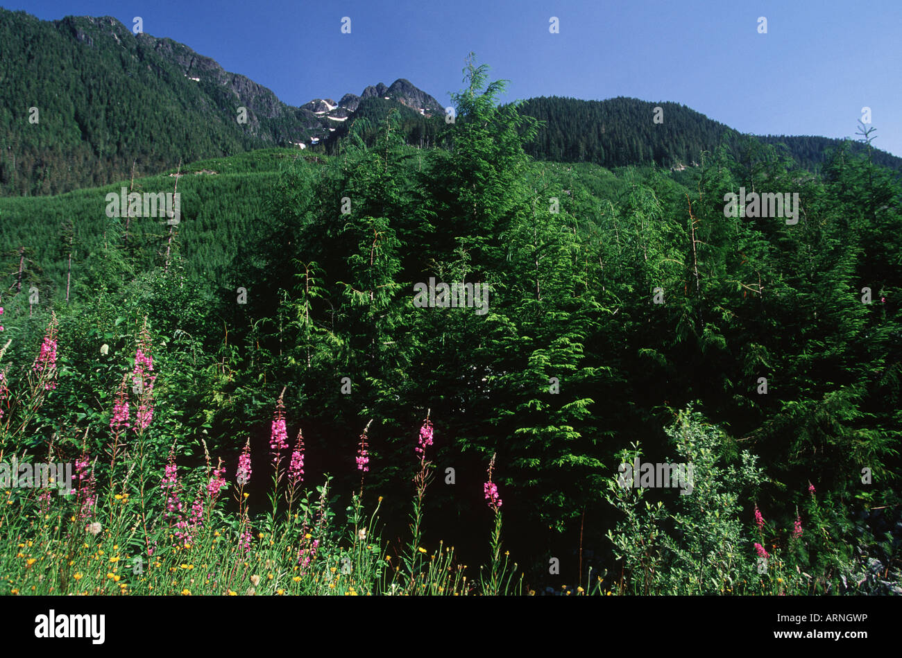 reforested area near Woss, Vancouver Island, British Columbia, Canada ...