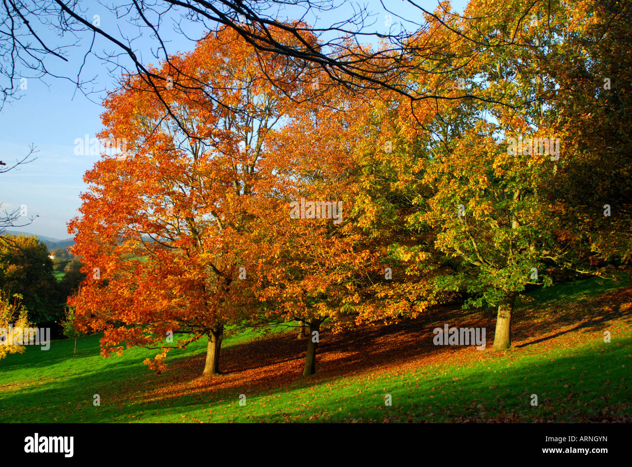 Autumn colours in parkland Tiverton Devon Stock Photo - Alamy