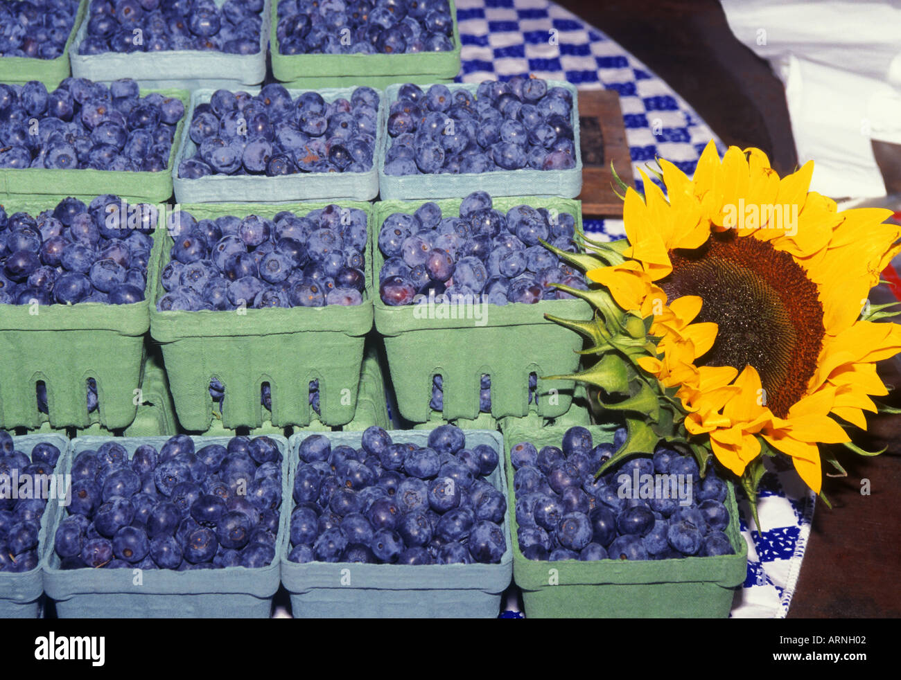 Blueberries in Containers on Display in a Market with Sunflower USA ...