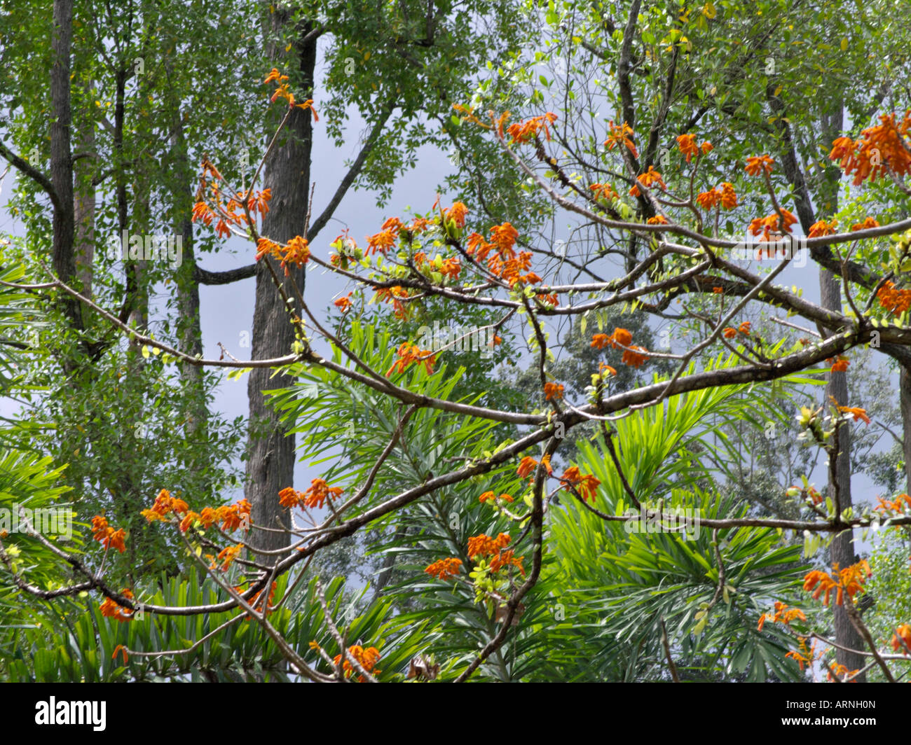 Firmiana malayana hi-res stock photography and images - Alamy