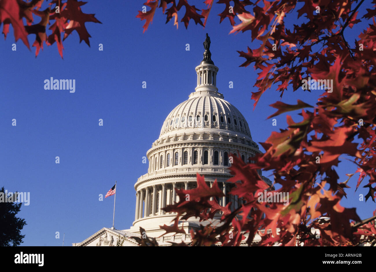 Us capitol building dome autumn leaves rotunda fall foliage hi-res ...