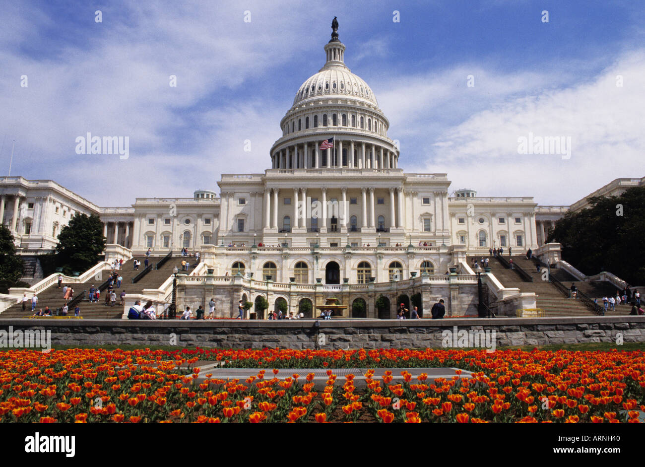 USA Washington DC The US Capitol Dome Bed of Red Tulips in the Spring ...