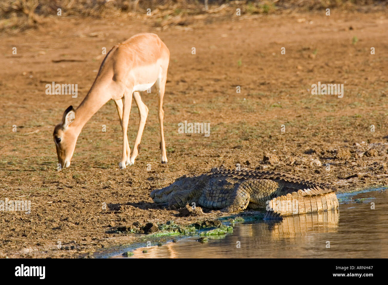 Nile crocodile (Crocodylus niloticus), with impala at shore, South ...