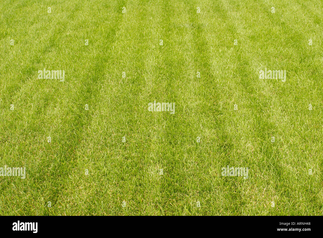 neat green cut grass lawn Stock Photo - Alamy