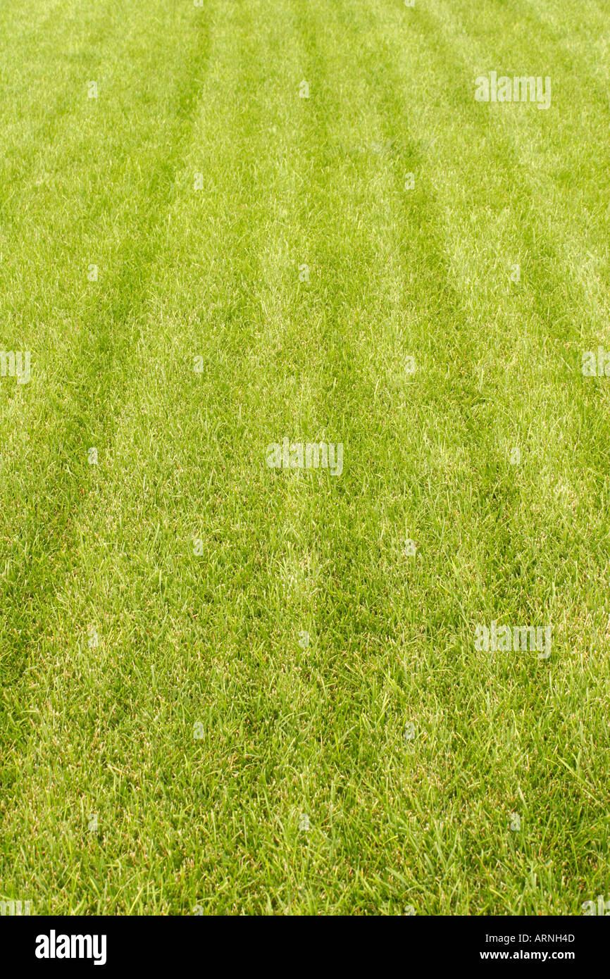 neat green Cut grass lawn Stock Photo - Alamy