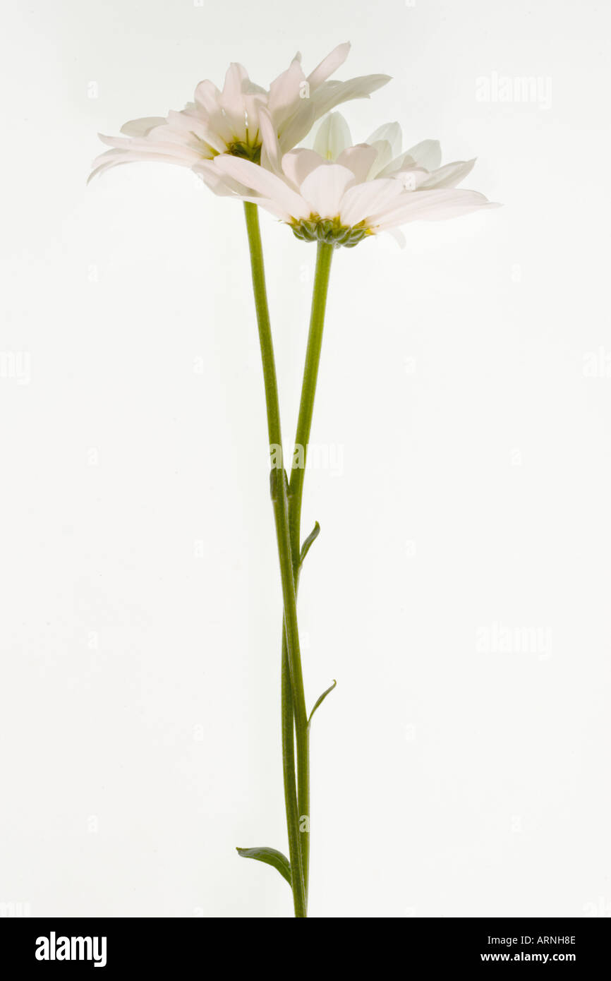 Two stems together hi-res stock photography and images - Alamy