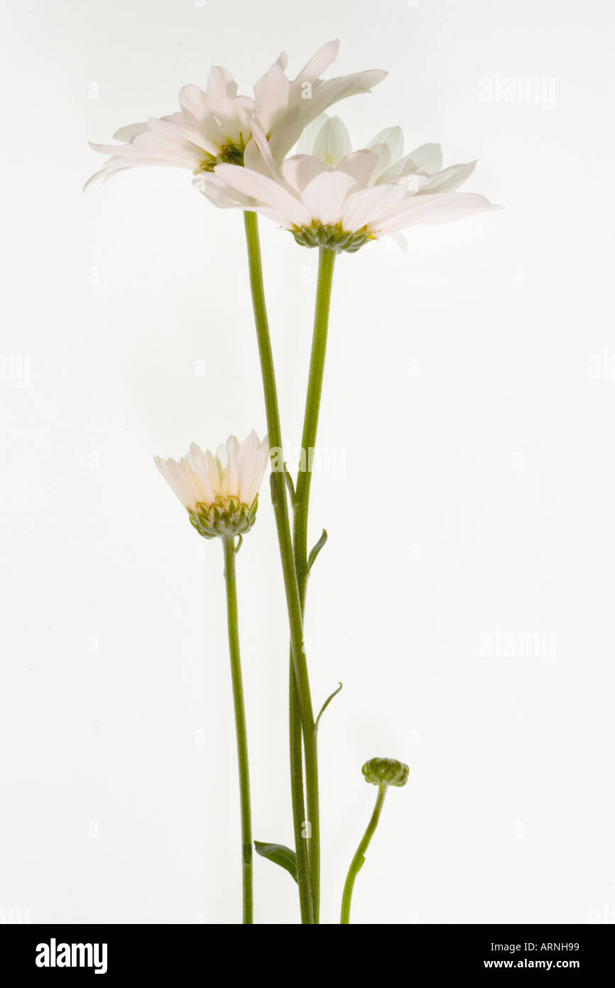 Four flower stems hi-res stock photography and images - Alamy