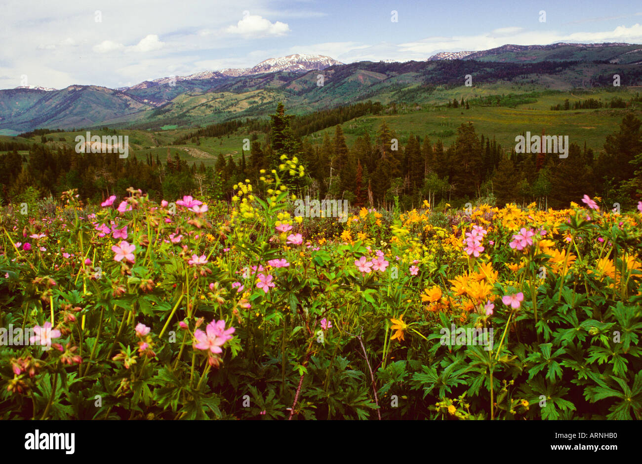 Wildflowers wasatch mountains hi-res stock photography and images - Alamy