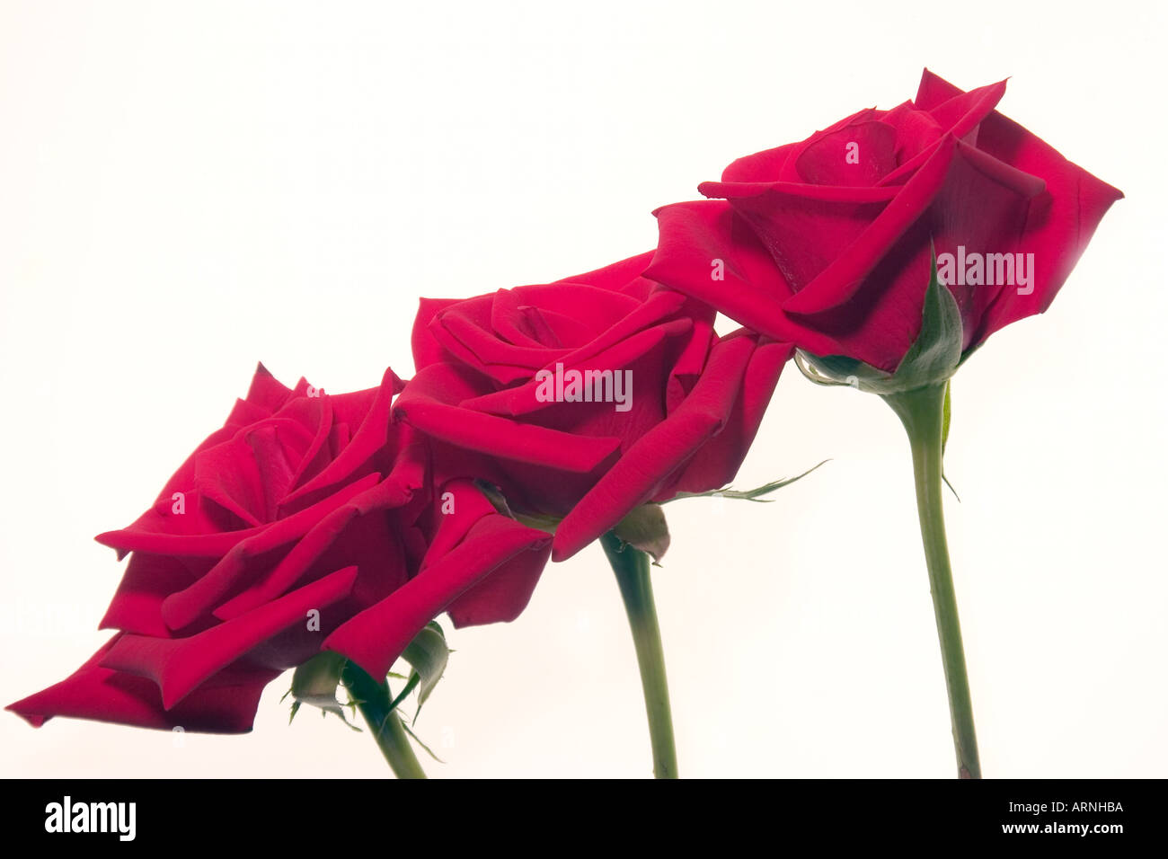 Three red roses on white background Stock Photo - Alamy