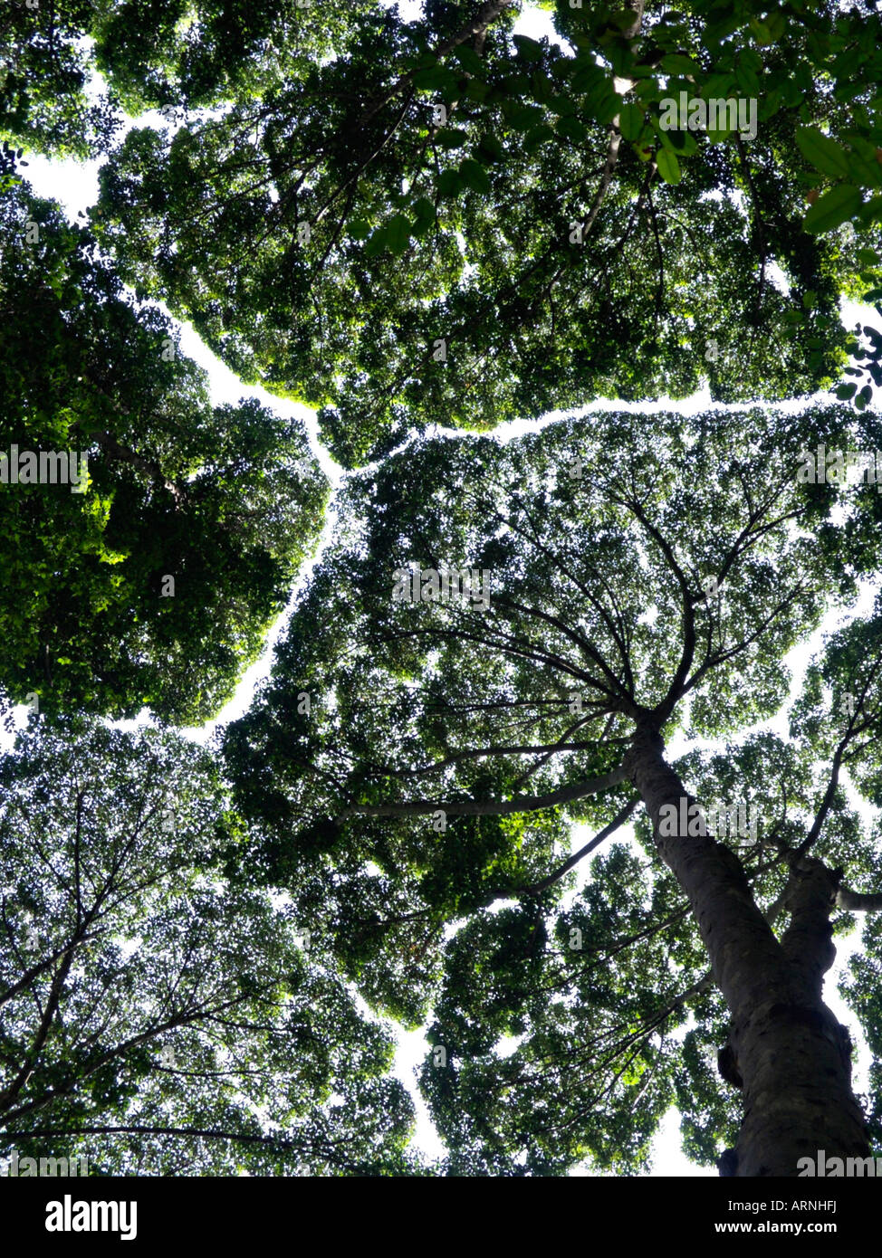 Kapur tree hi-res stock photography and images - Alamy