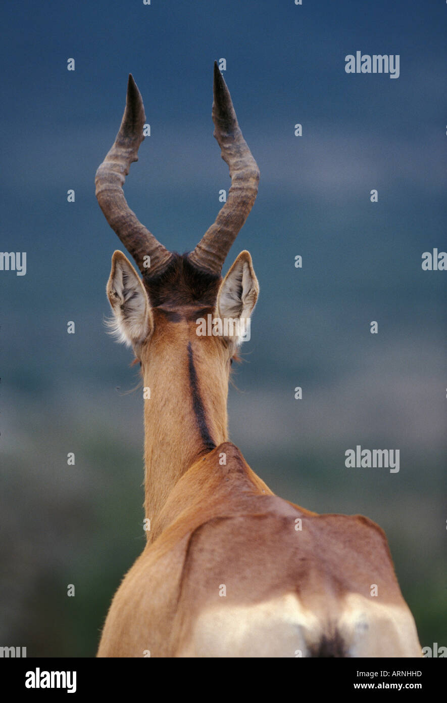 Bontebok elephant hi-res stock photography and images - Alamy