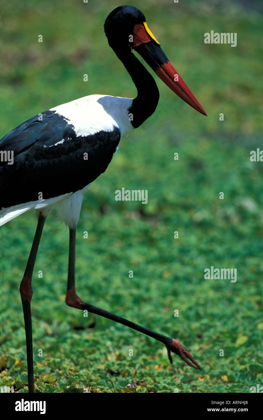 Musiara Marsh High Resolution Stock Photography and Images - Alamy