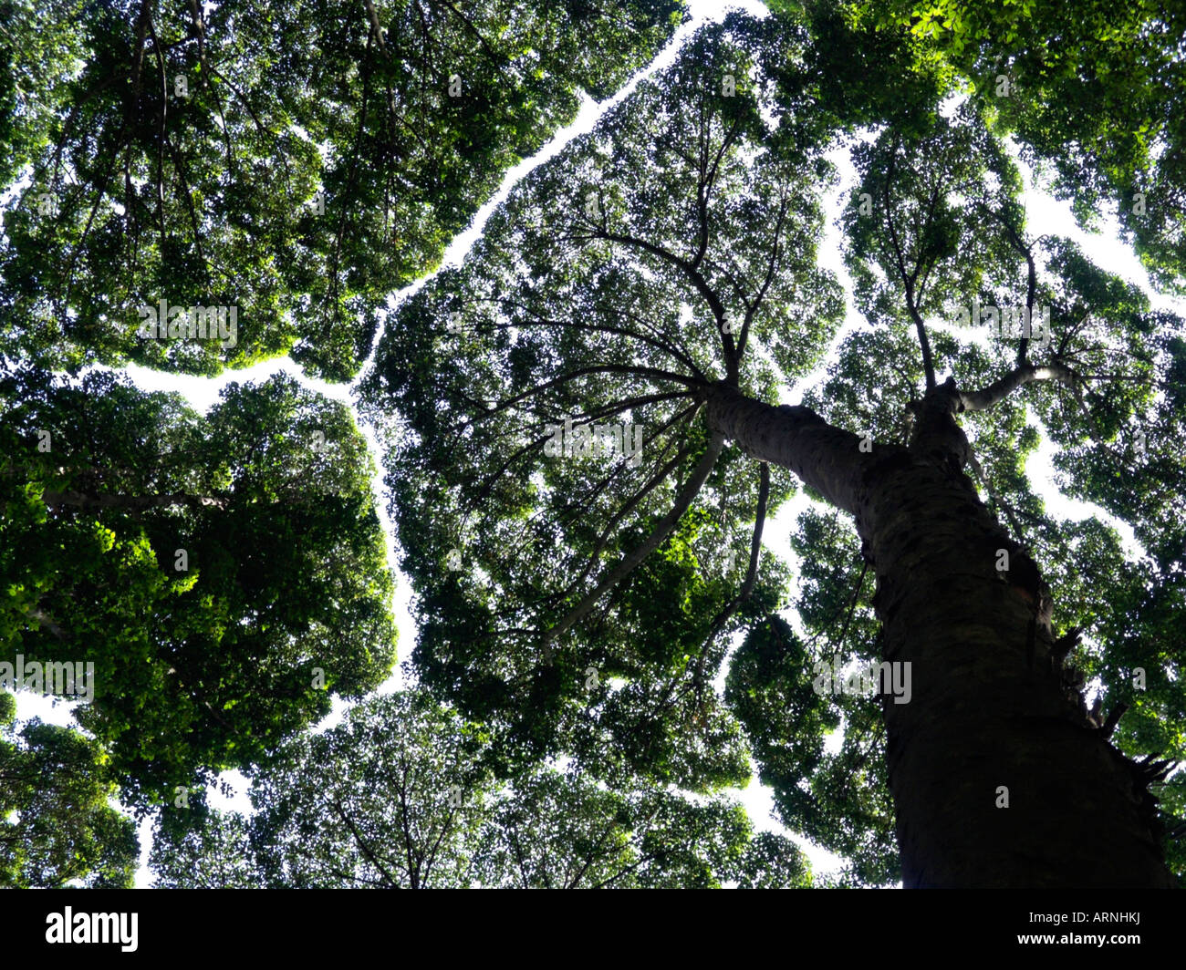 Kapur (Dryobalanops aromatica Stock Photo - Alamy