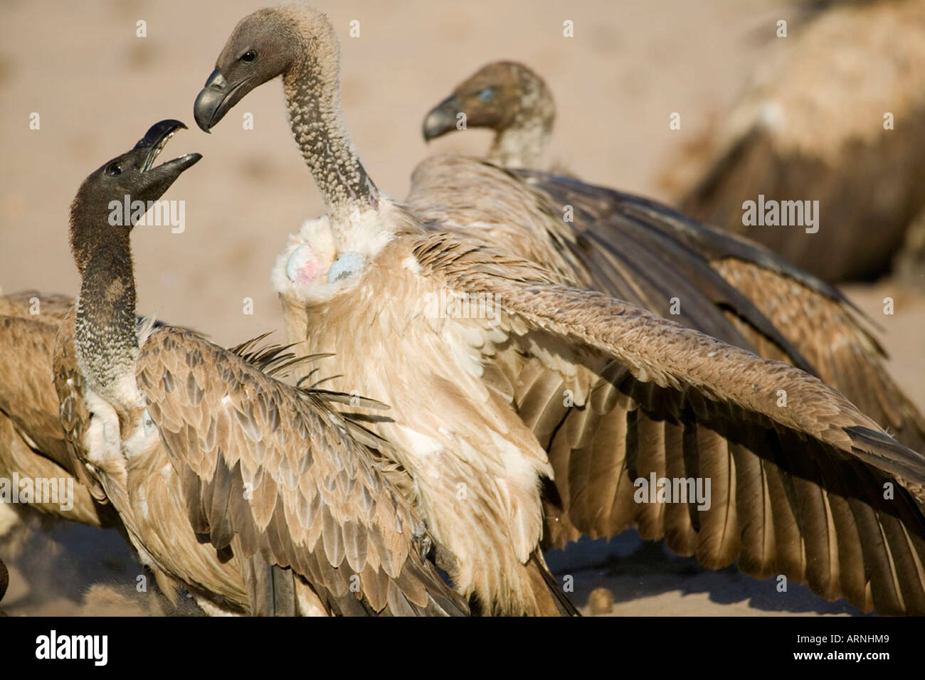 Africa Botswana Makgadikgadi Pans National Park White backed Vultures ...