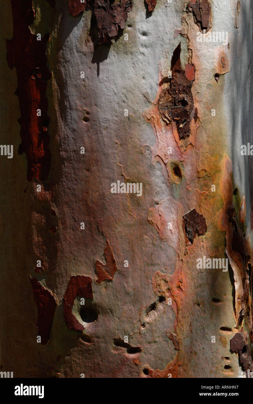 Eucalyptus tree trunk Stock Photo - Alamy