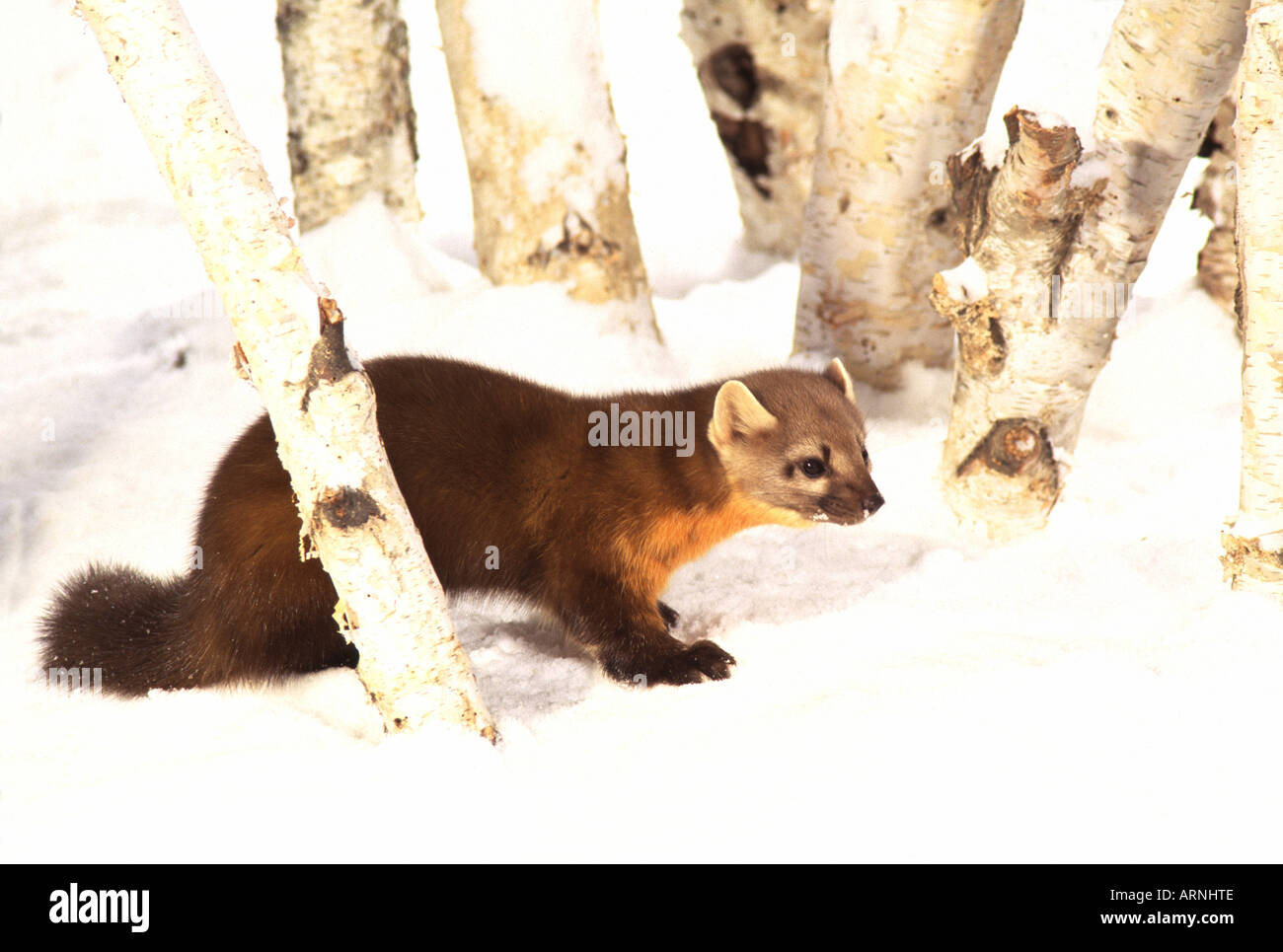 American marten in snow hi-res stock photography and images - Alamy