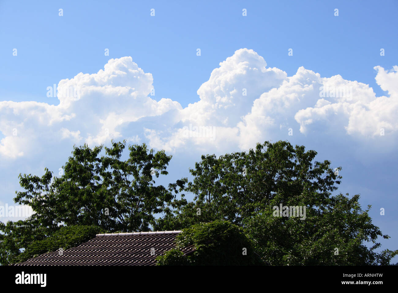 Storm clouds gathering against a blue sky above tree tops. Photo by ...