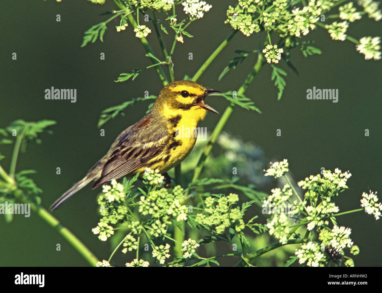 Wildflower and warbler hi-res stock photography and images - Alamy
