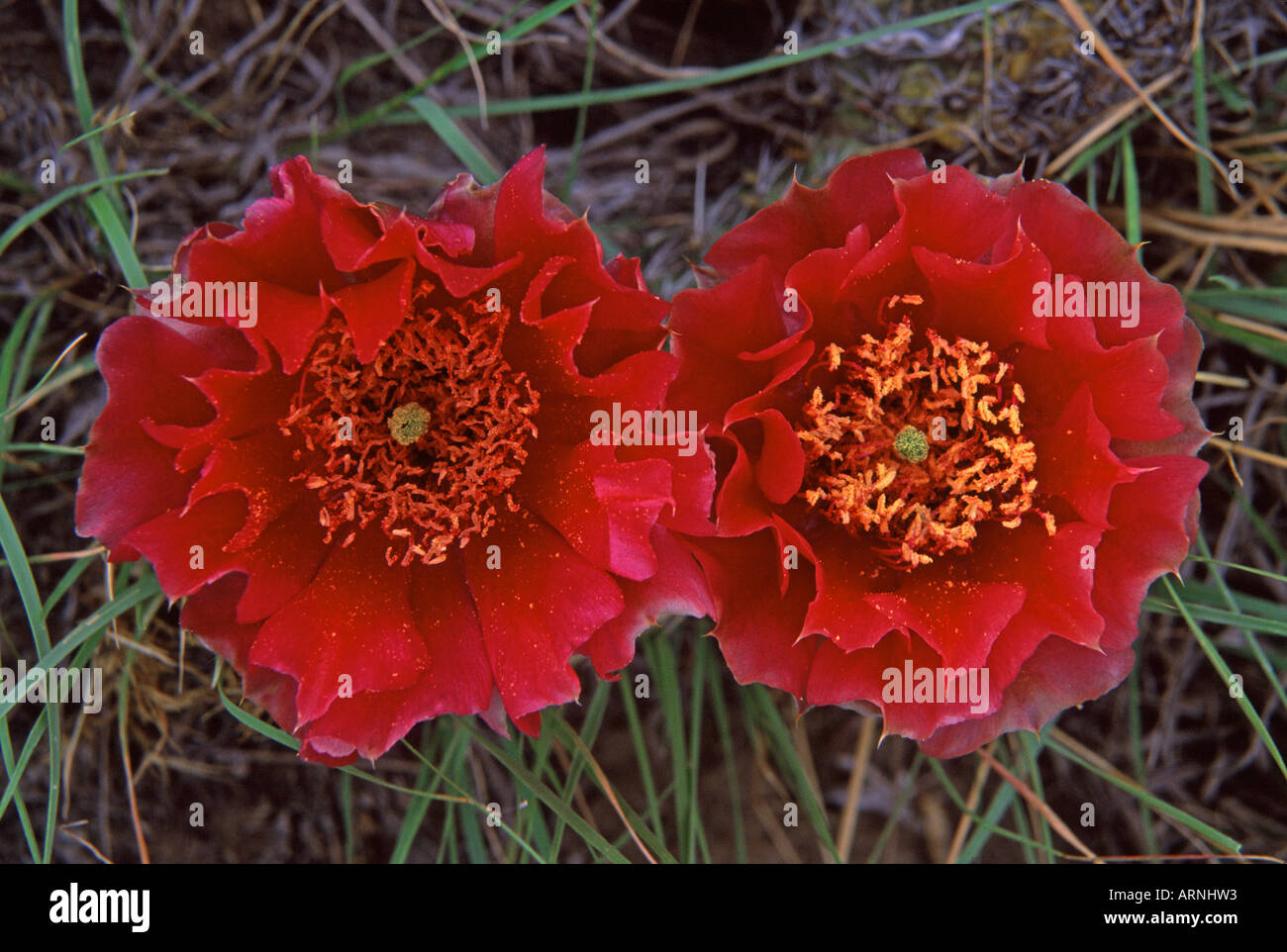 Prairie prickly pear cactus hi-res stock photography and images - Alamy