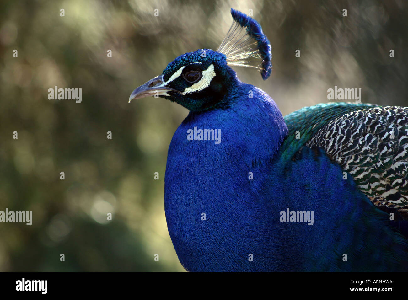 Java peacock hi-res stock photography and images - Alamy