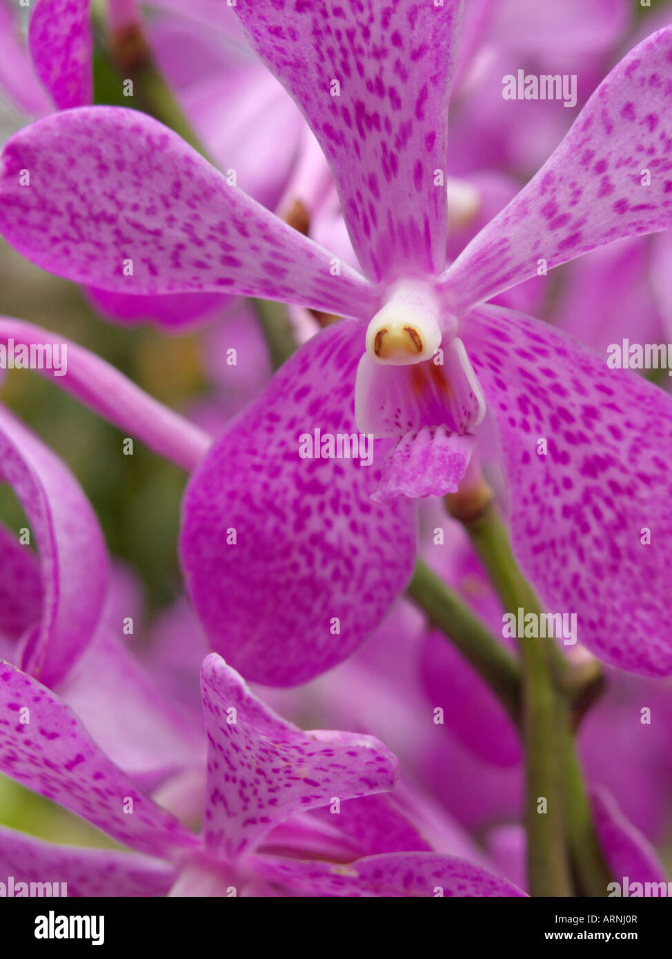 Mokara Sumaree Pink Stock Photo - Alamy