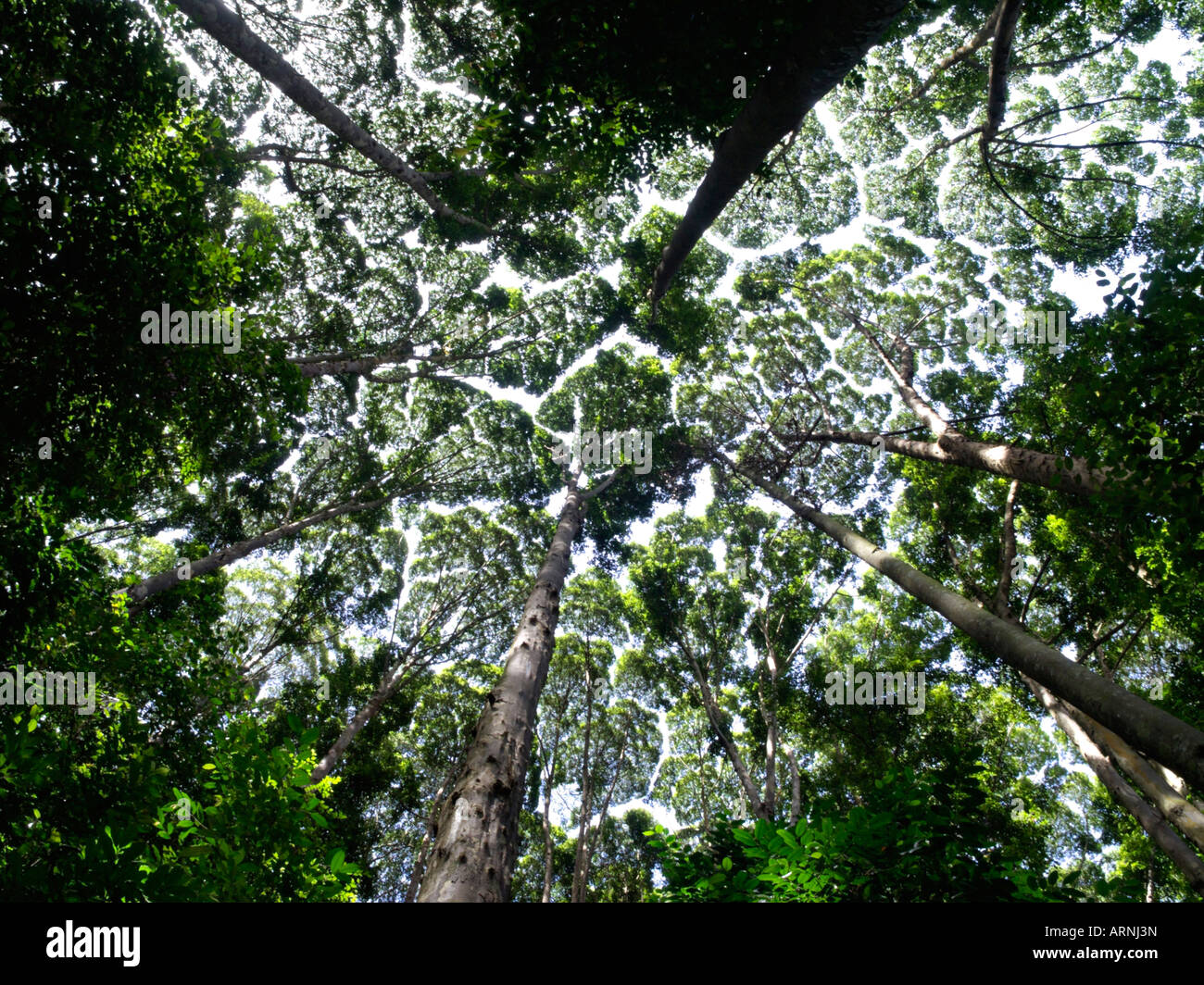 Kapur (Dryobalanops aromatica Stock Photo - Alamy